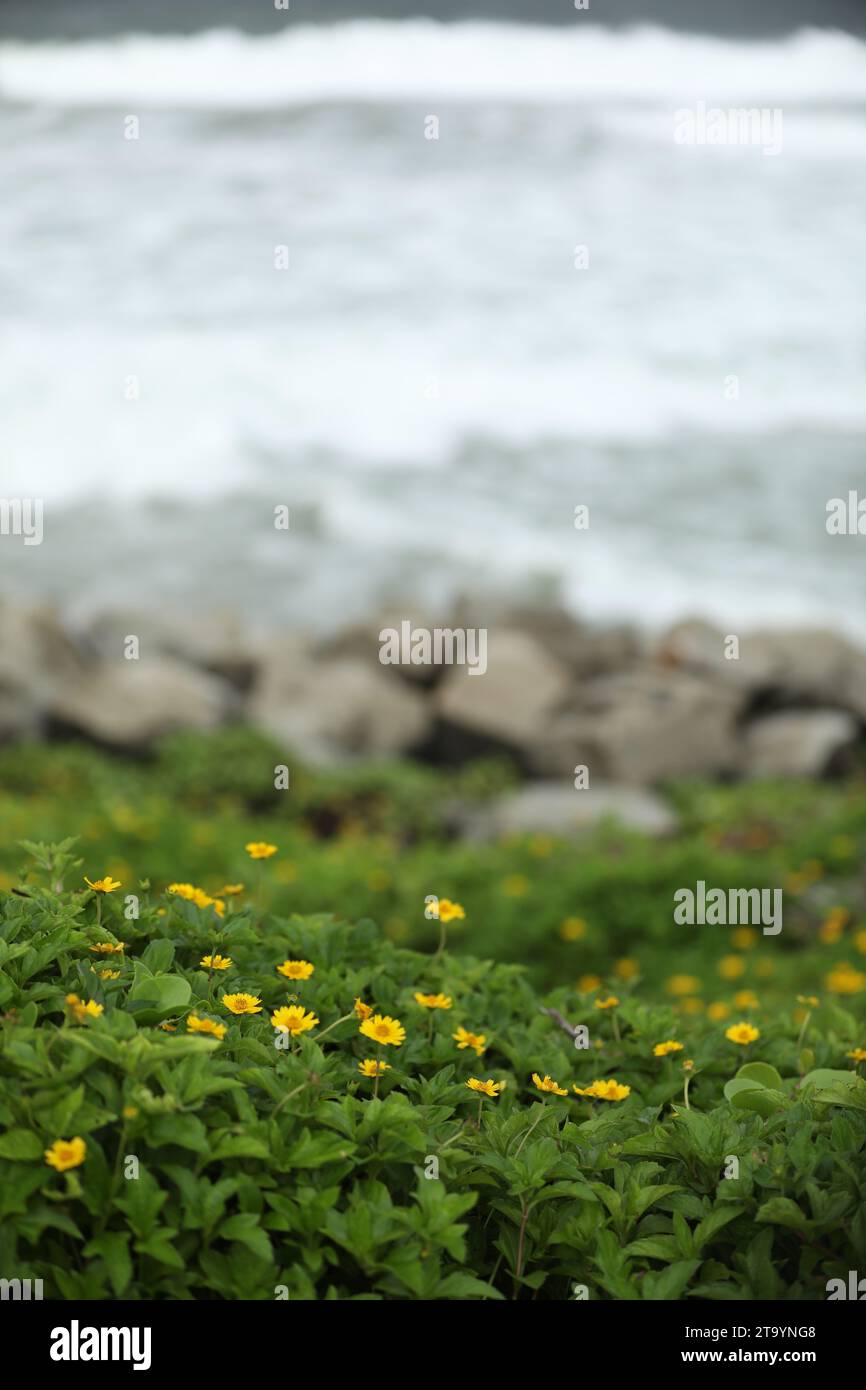 Flower bloomes hi-res stock photography and images - Alamy