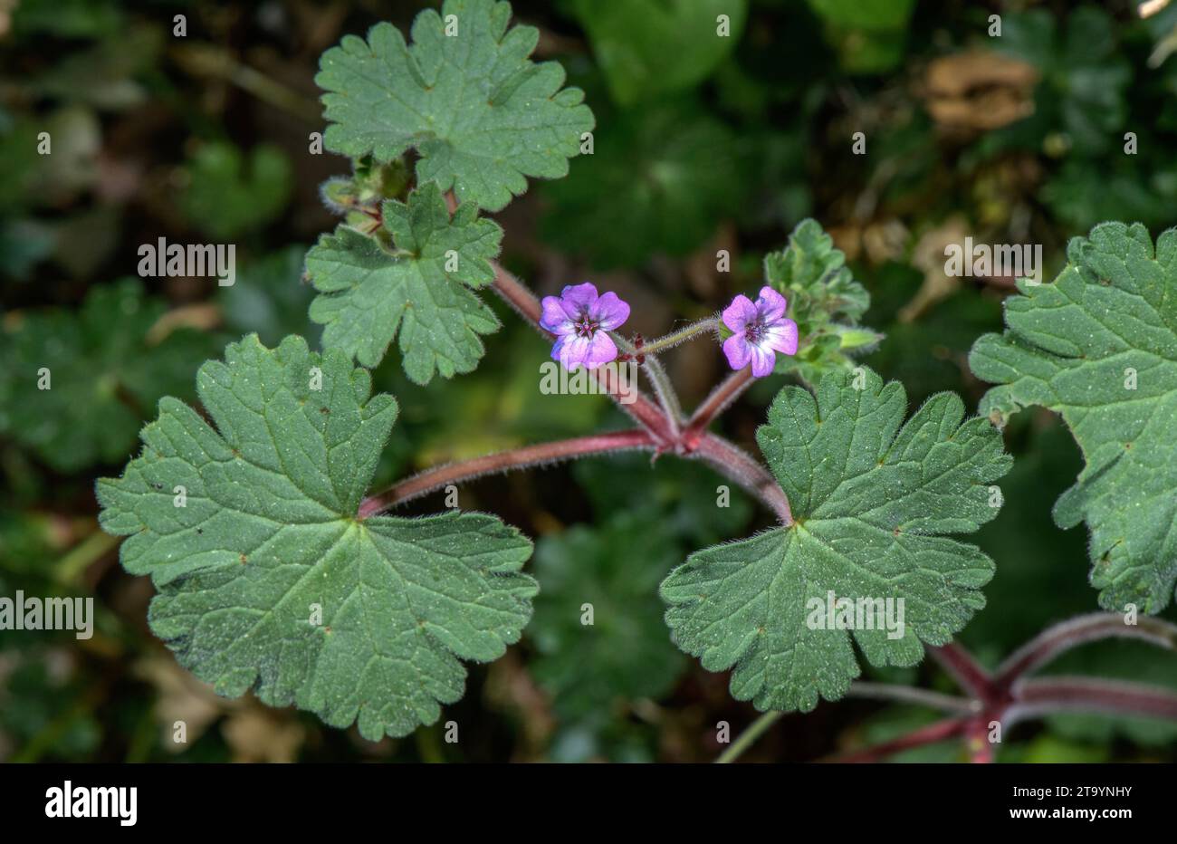 Round-leaved Crane’s-bill, Geranium rotundifolium in flower Stock Photo ...