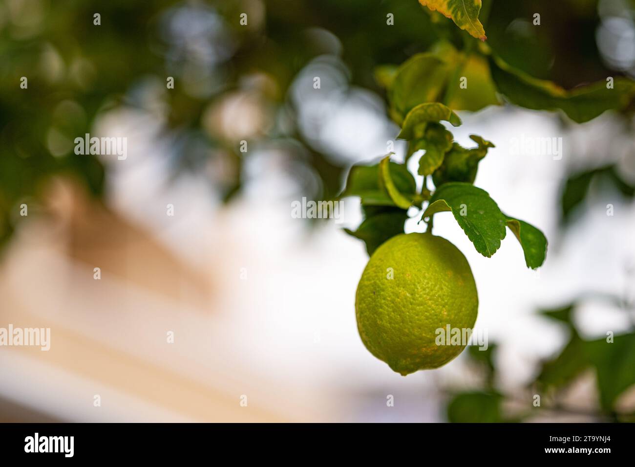 Lime bokeh hi-res stock photography and images - Alamy