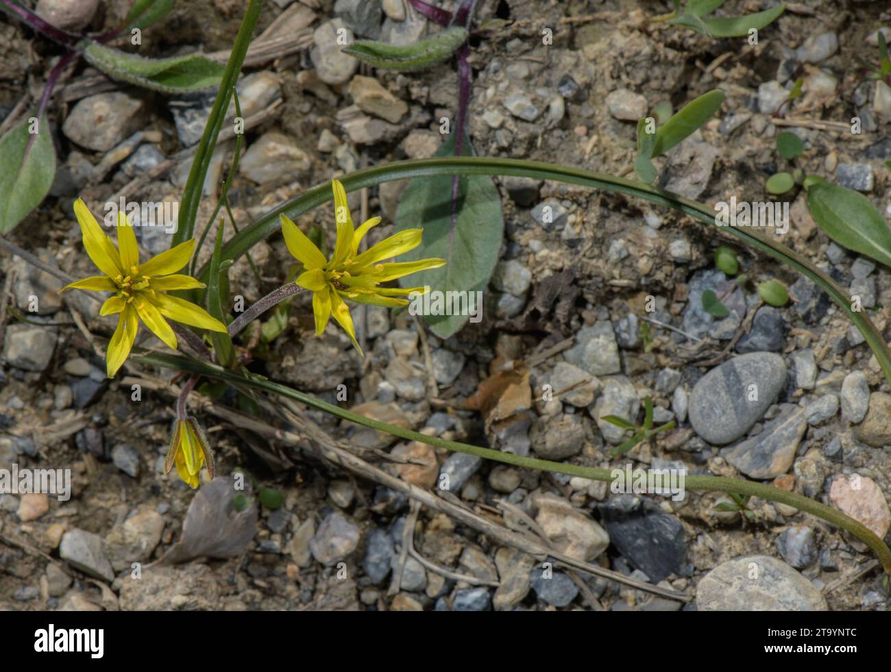 Gagea lutea subsp burnatii hi-res stock photography and images - Alamy