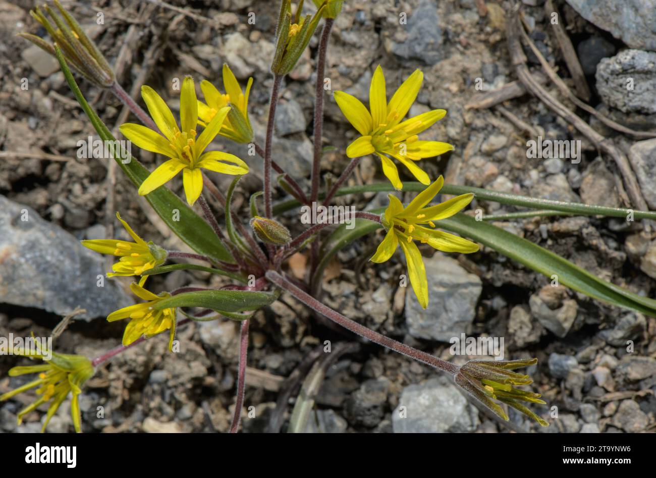 Gagea lutea subsp burnatii hi-res stock photography and images - Alamy