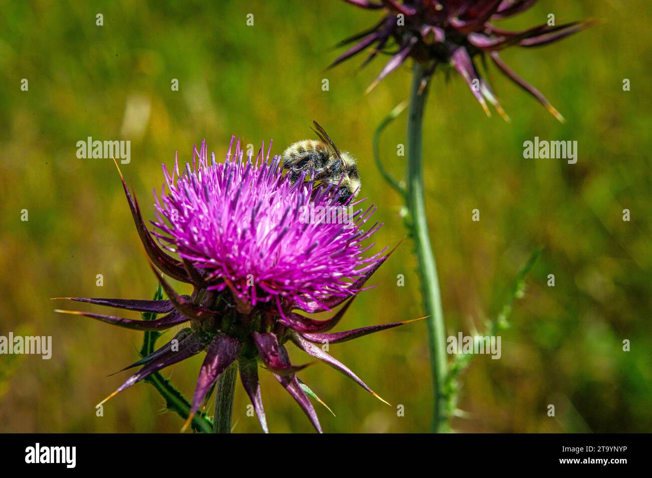 Red thistle, Carduus nutans L., with pollinating bumblebee Stock Photo ...