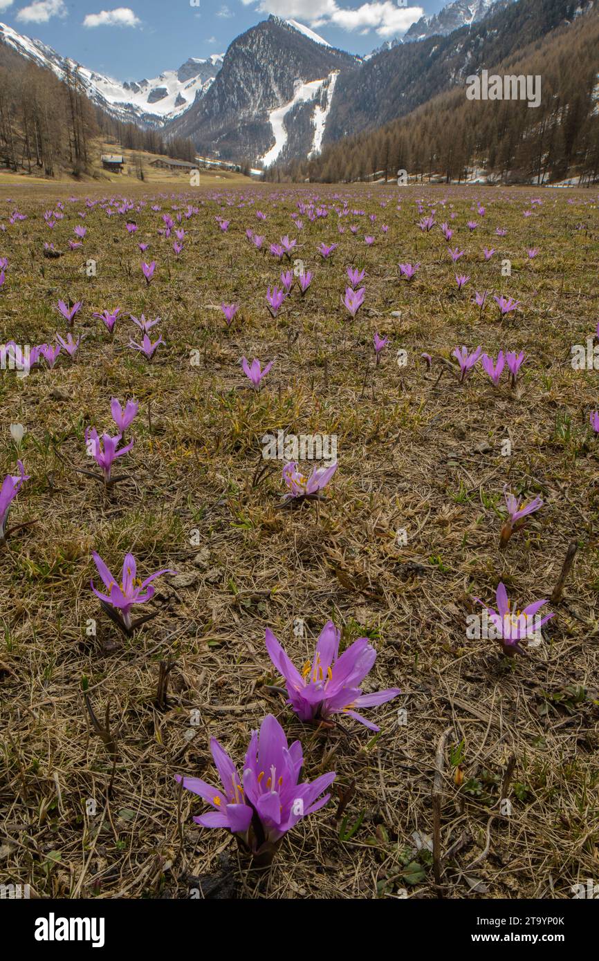 Colchicum bulbocodium, in high pastures, Ceillac, Queyras Stock Photo ...