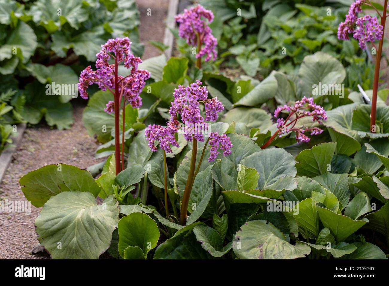 Green leaves and pink flower bergenia crassifolia Stock Photo - Alamy