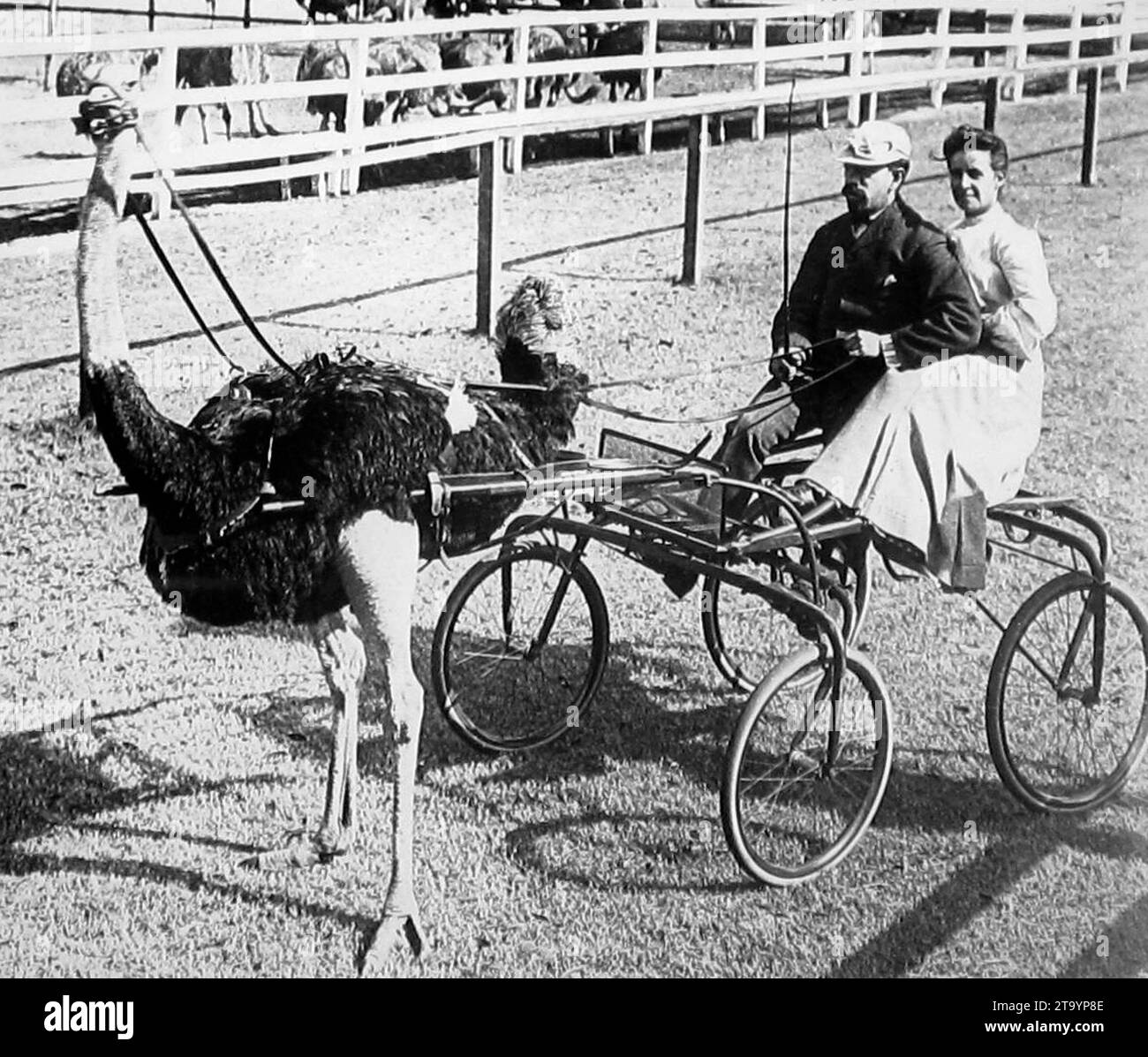 Ostrich racing vintage Black and White Stock Photos & Images - Alamy