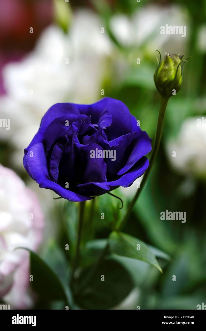 Closeup of beautiful Blue color Indian rose flower and plant in a house ...