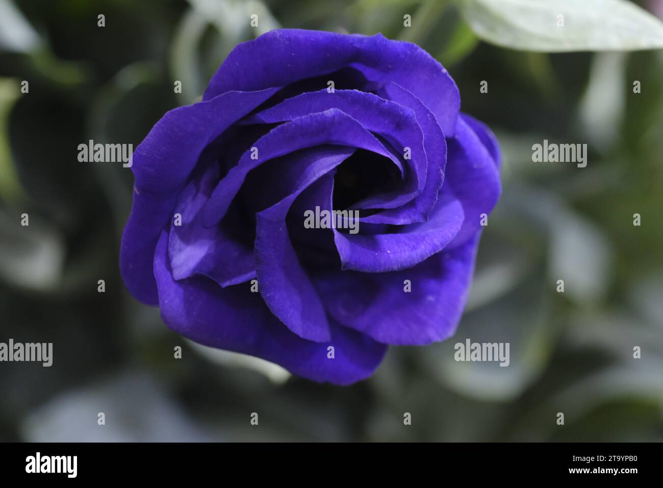 Closeup of beautiful Blue color Indian rose flower and plant in a house ...
