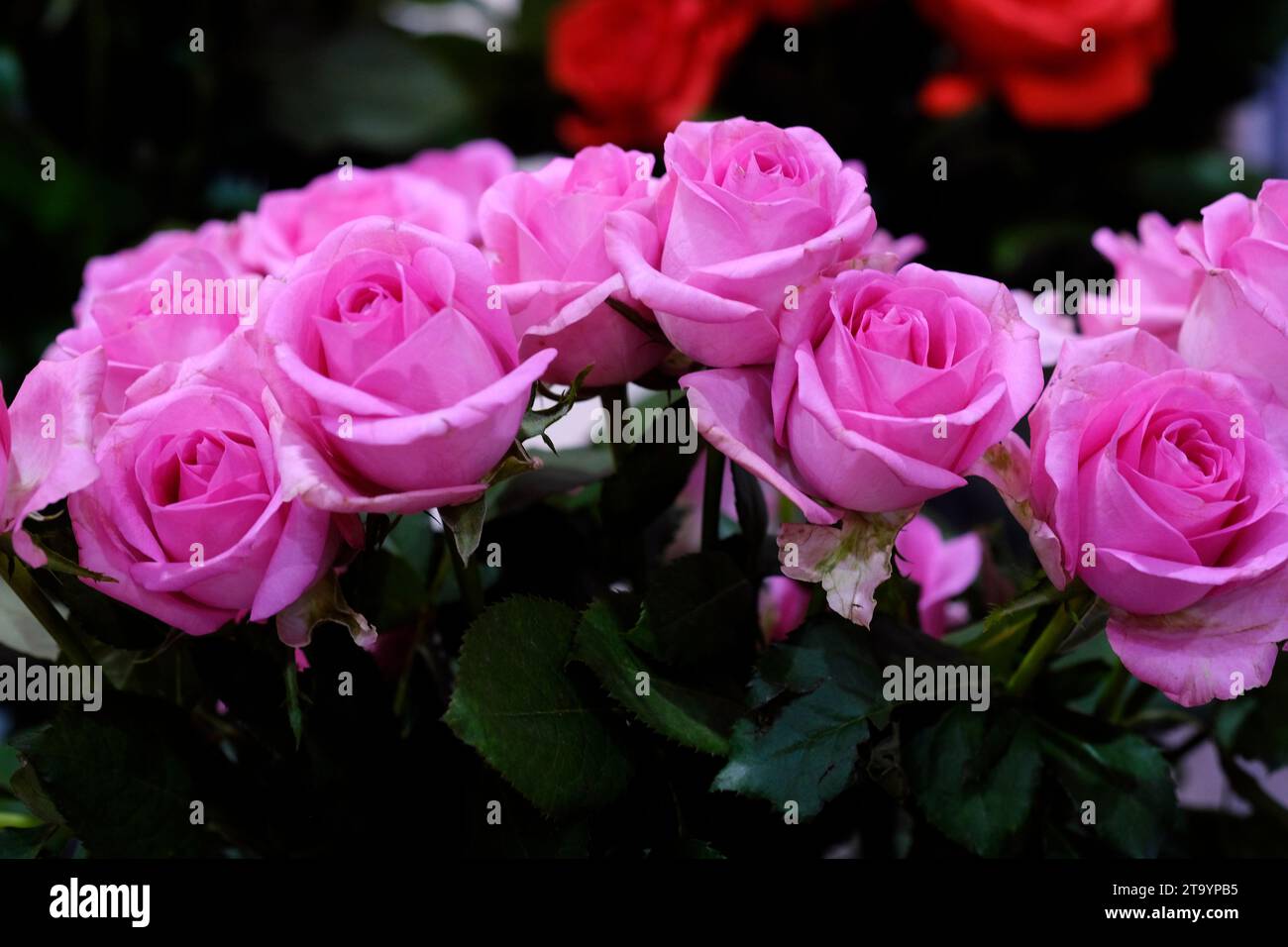 Closeup of beautiful Pink / Red color Indian rose flower and plant in a ...