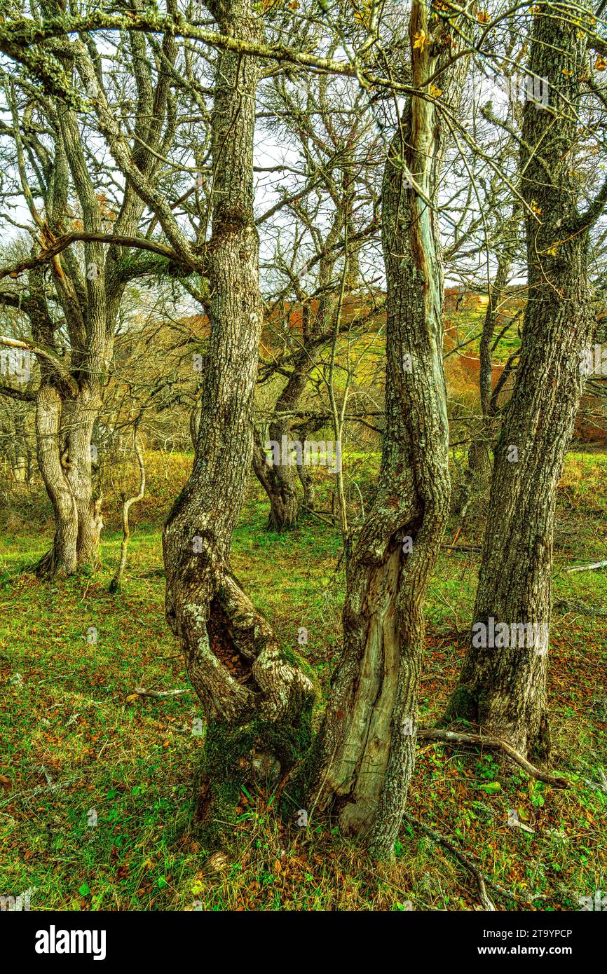 Mountain maple tree now bare with characteristic red leaves. Abruzzo ...