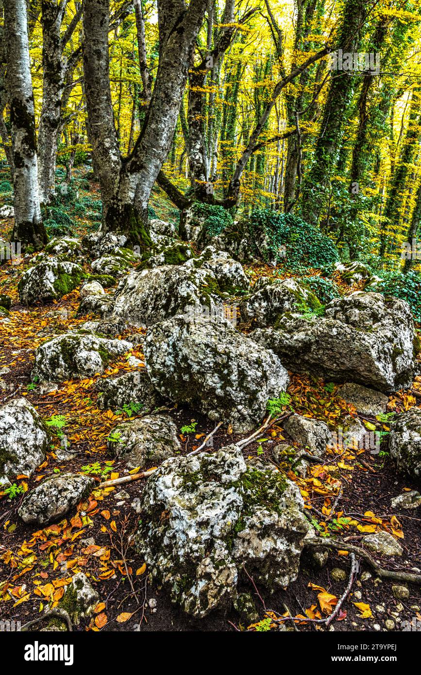 Beech trees with moss and fallen leaves grow among the rocks emerging ...