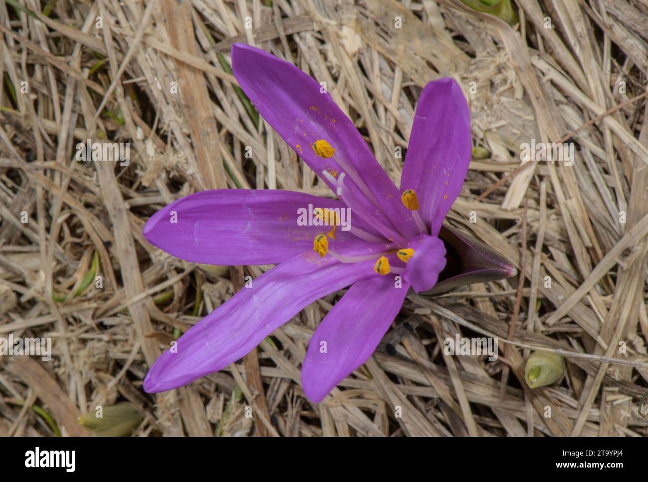 Spring meadow saffron, Colchicum bulbocodium, a species of alpine ...