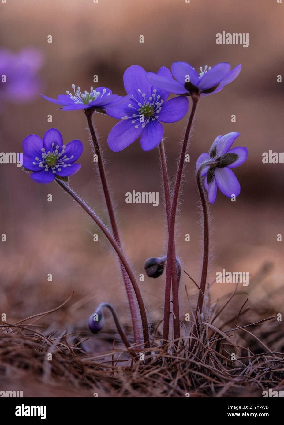 Hepatica, Hepatica nobilis, in flower in Beech woodland Stock Photo - Alamy