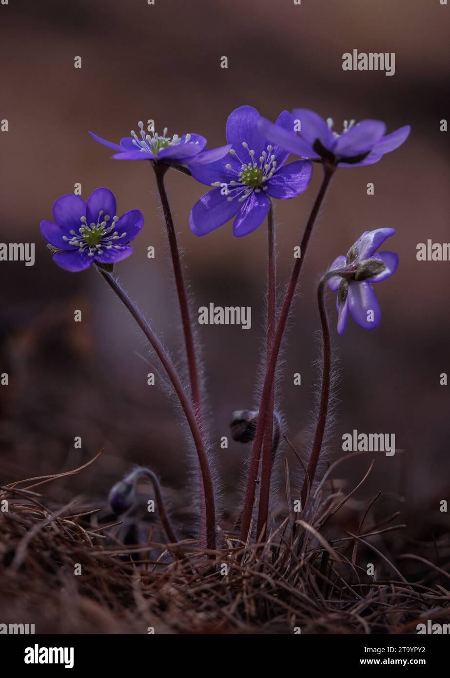 Hepatica, Hepatica nobilis, in flower in Beech woodland Stock Photo - Alamy