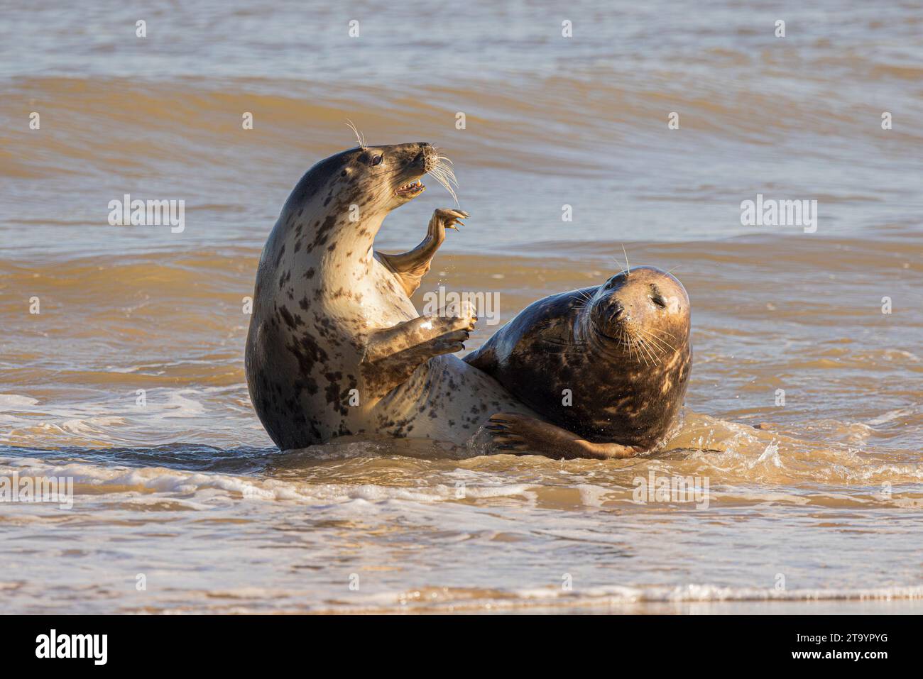 Grey seals deep in conversation UK TWO ADORABLE seals can be seen ...