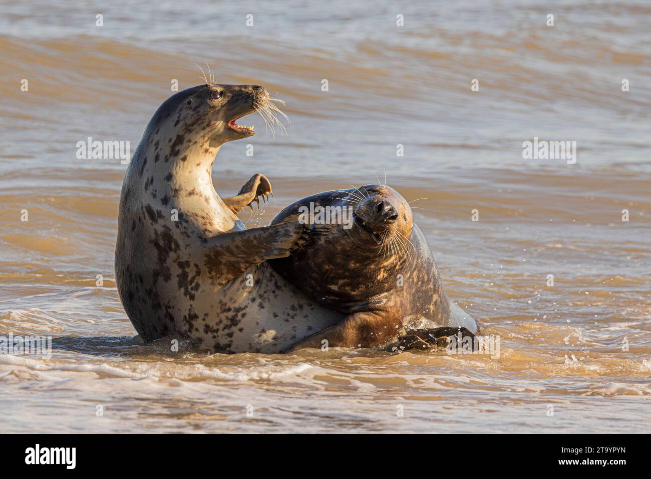 Adorable grey seals UK TWO ADORABLE seals can be seen laughing in the ...