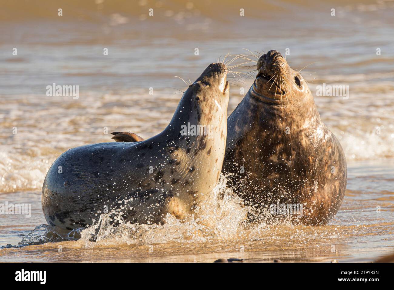 Grey seal love UK TWO ADORABLE seals can be seen laughing in the other ...