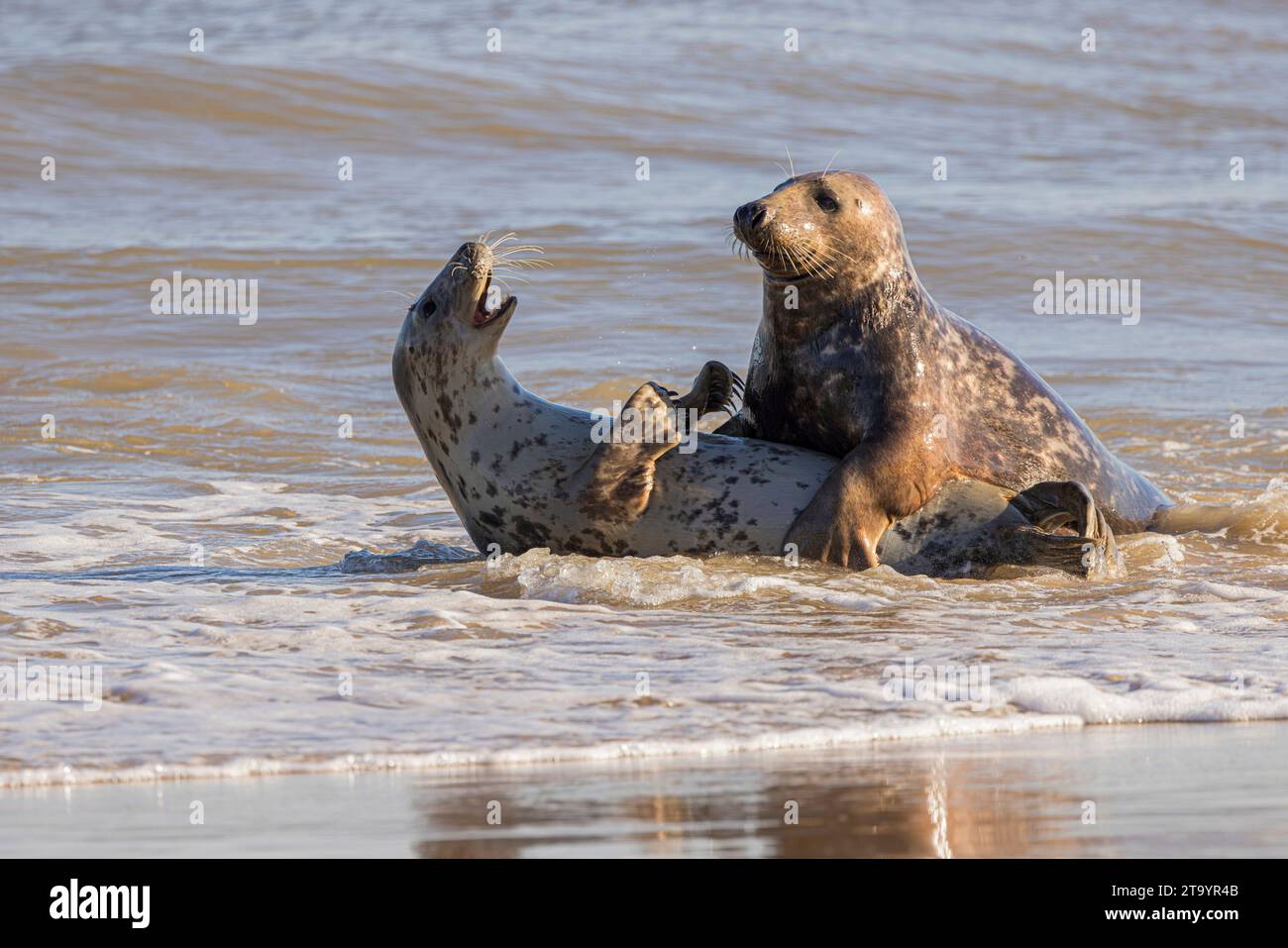 Grey seal hugs UK TWO ADORABLE seals can be seen laughing in the other ...