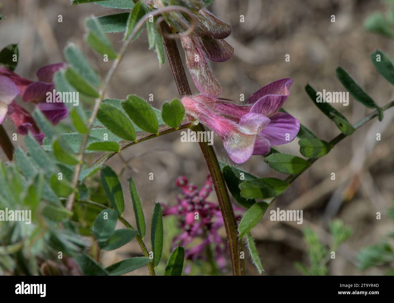 Reddish form of Hungarian Vetch, Vicia pannonica, in flower. France ...