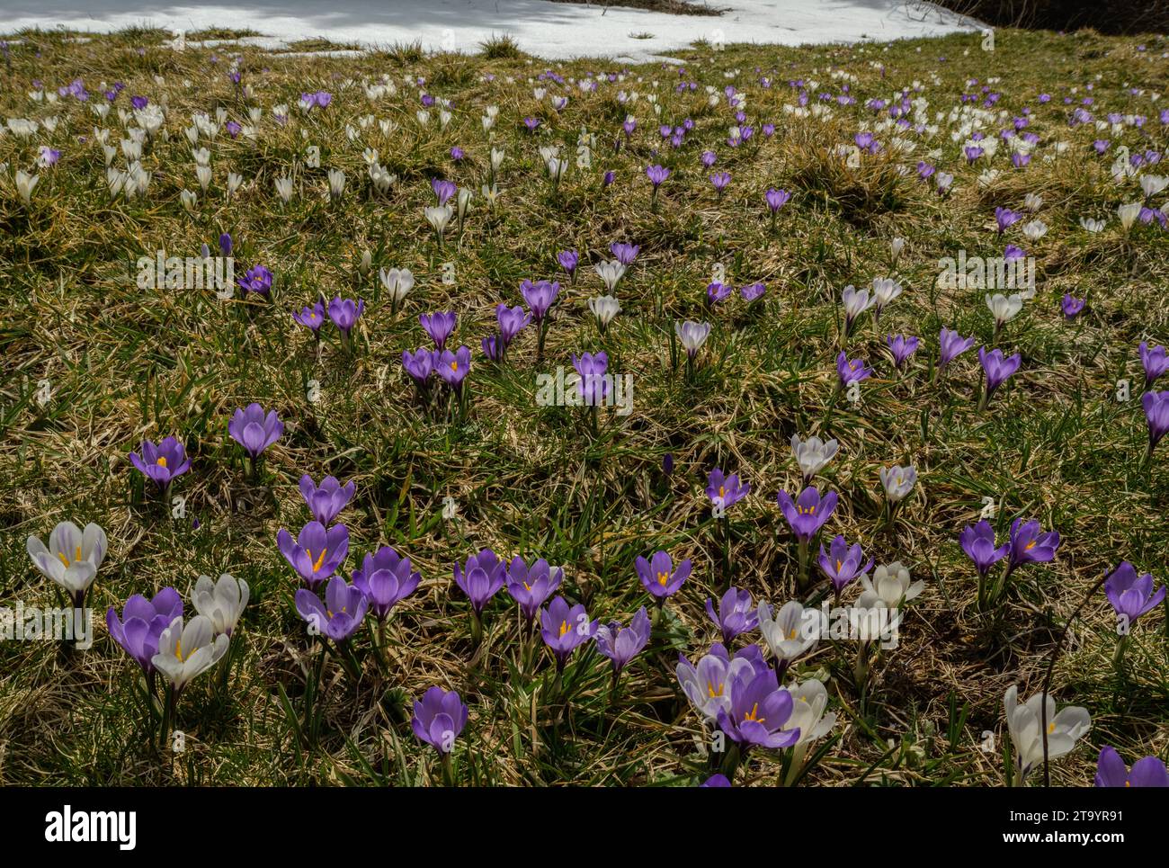 Spring Crocus, Crocus vernus, in mountain grassland, close to the ...