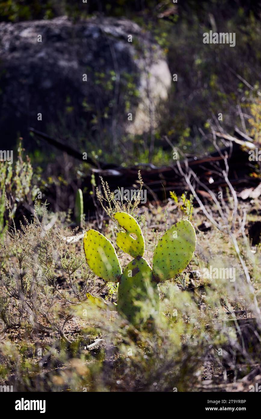 A vertical shot of a rotting cactus plant in the Drakenstein mountains ...