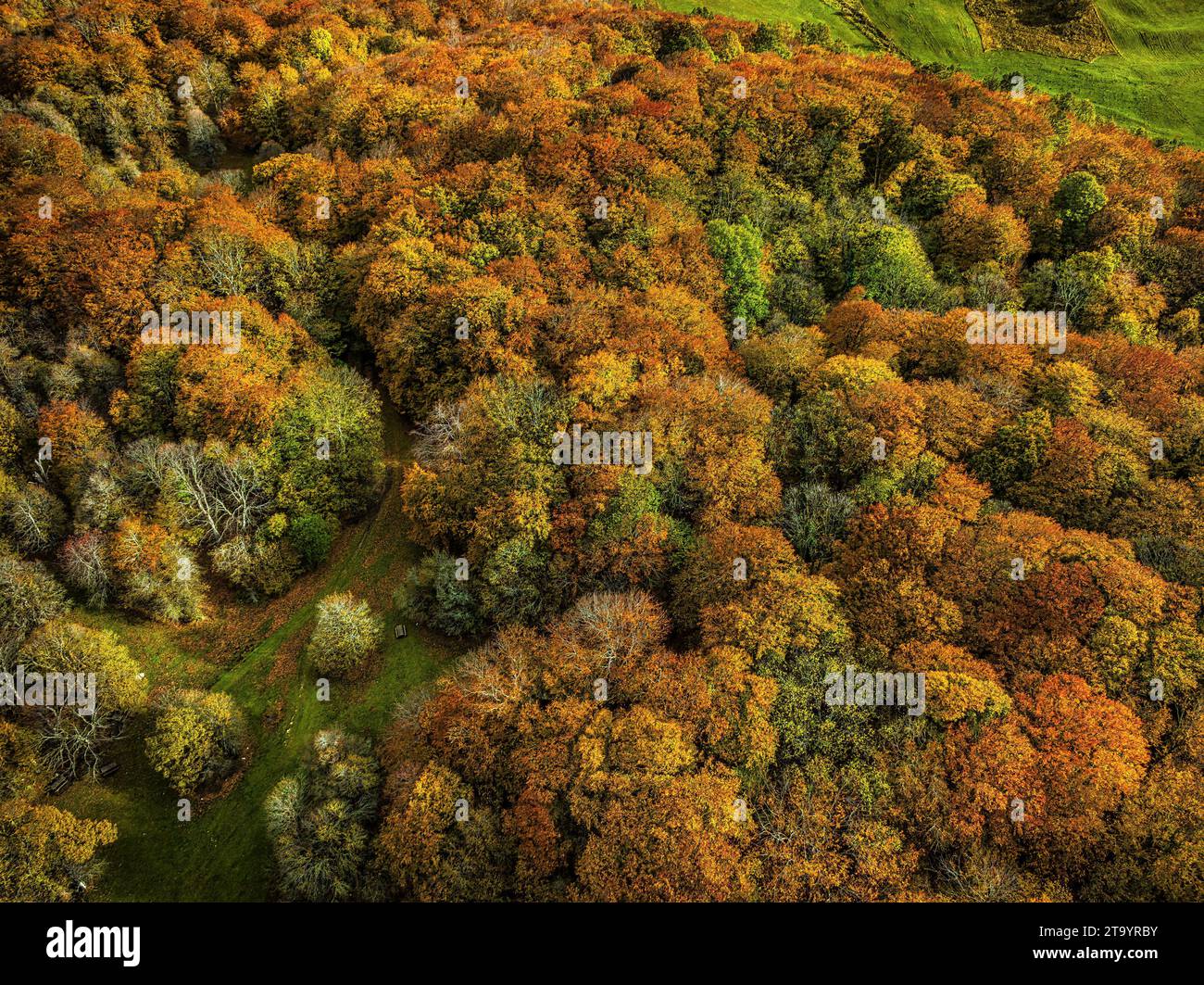 Aerial view of a beech forest with the colors of the red, yellow ...
