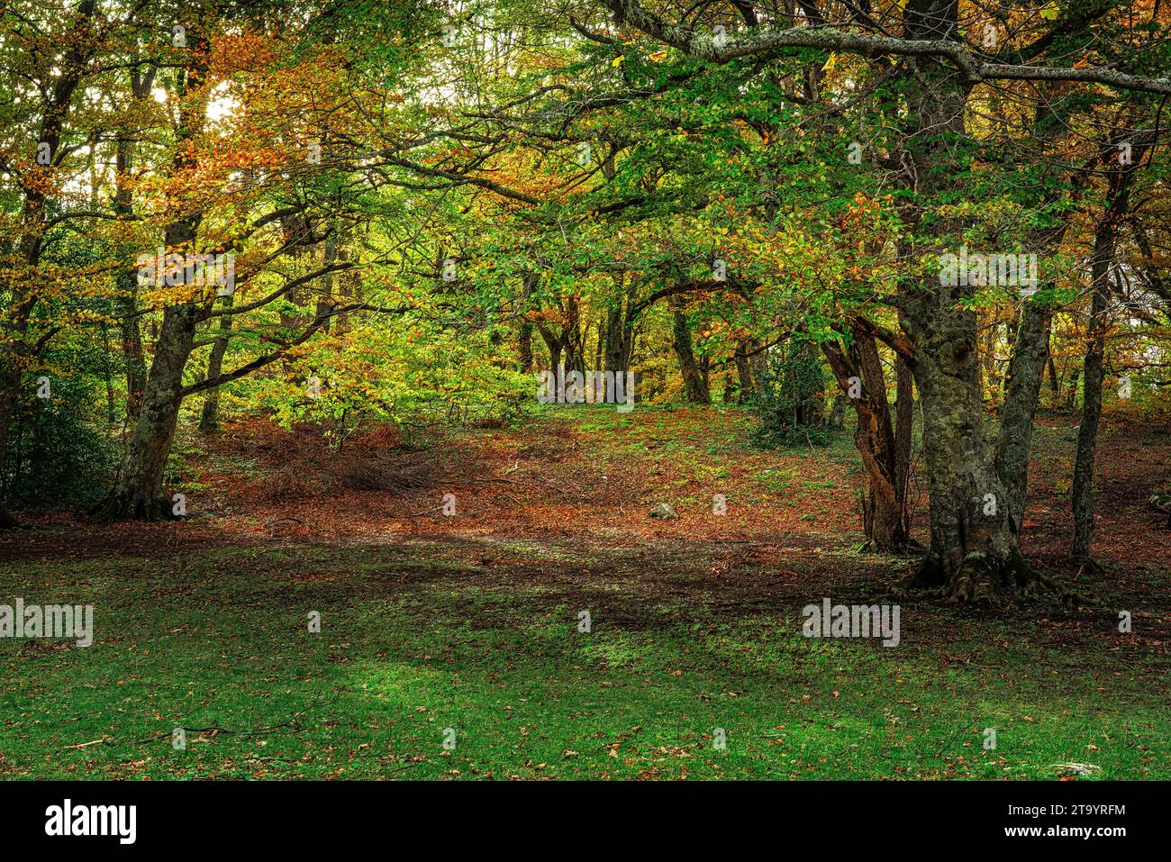The beeches, maples and essences of the Bosco di Sant'Antonio are ...