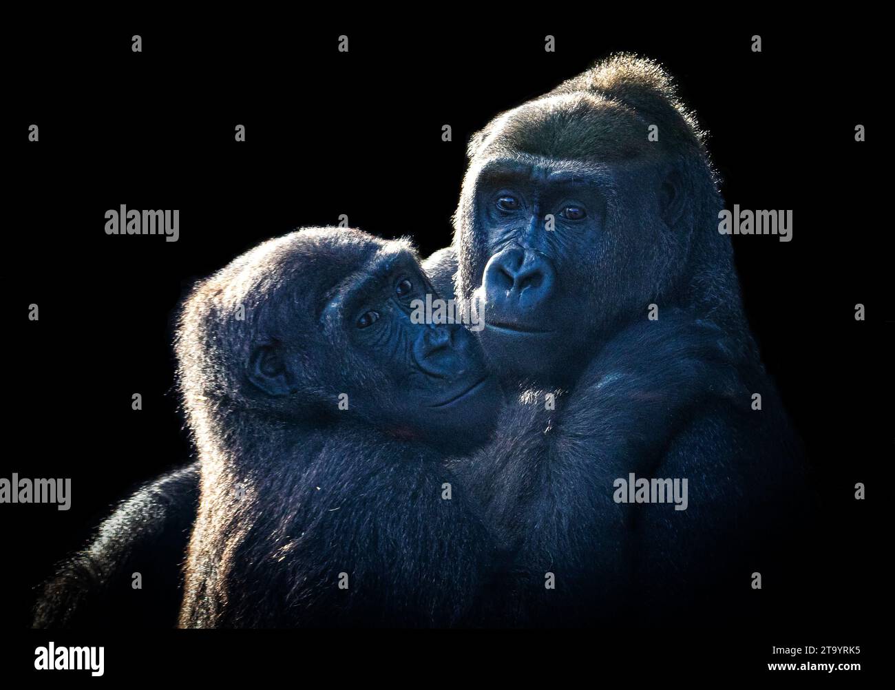 The tender moment between the gorilla siblings BLACKPOOL ZOO, ENGLAND ...