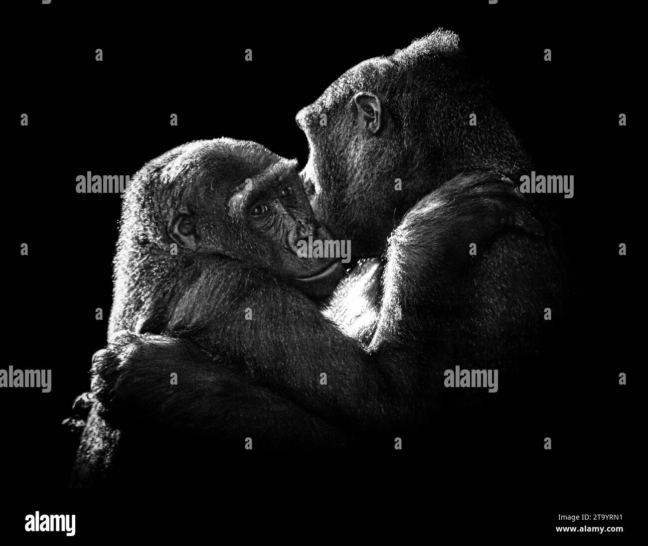Gorillas in an embrace BLACKPOOL ZOO, ENGLAND ADORABLE IMAGES show two ...