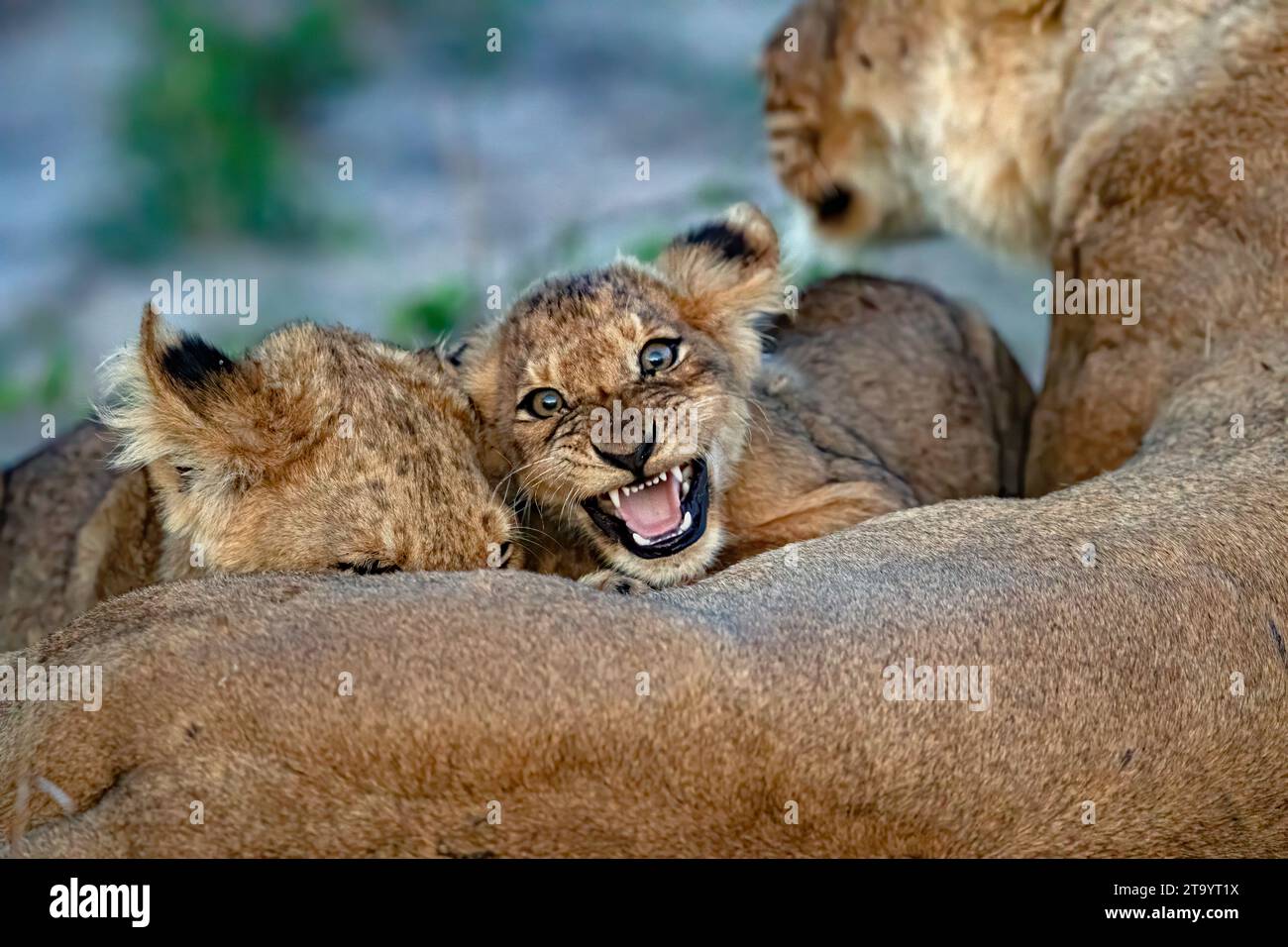 Showing his teeth. SOUTH AFRICA: A LION loving photographer has ...