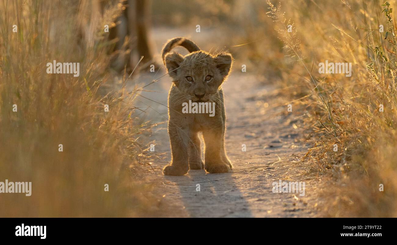 Cute cub in the sunlight. SOUTH AFRICA: A LION loving photographer has ...