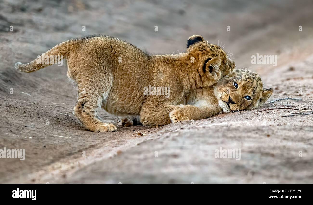 Rough playfighting. SOUTH AFRICA: A LION loving photographer has ...