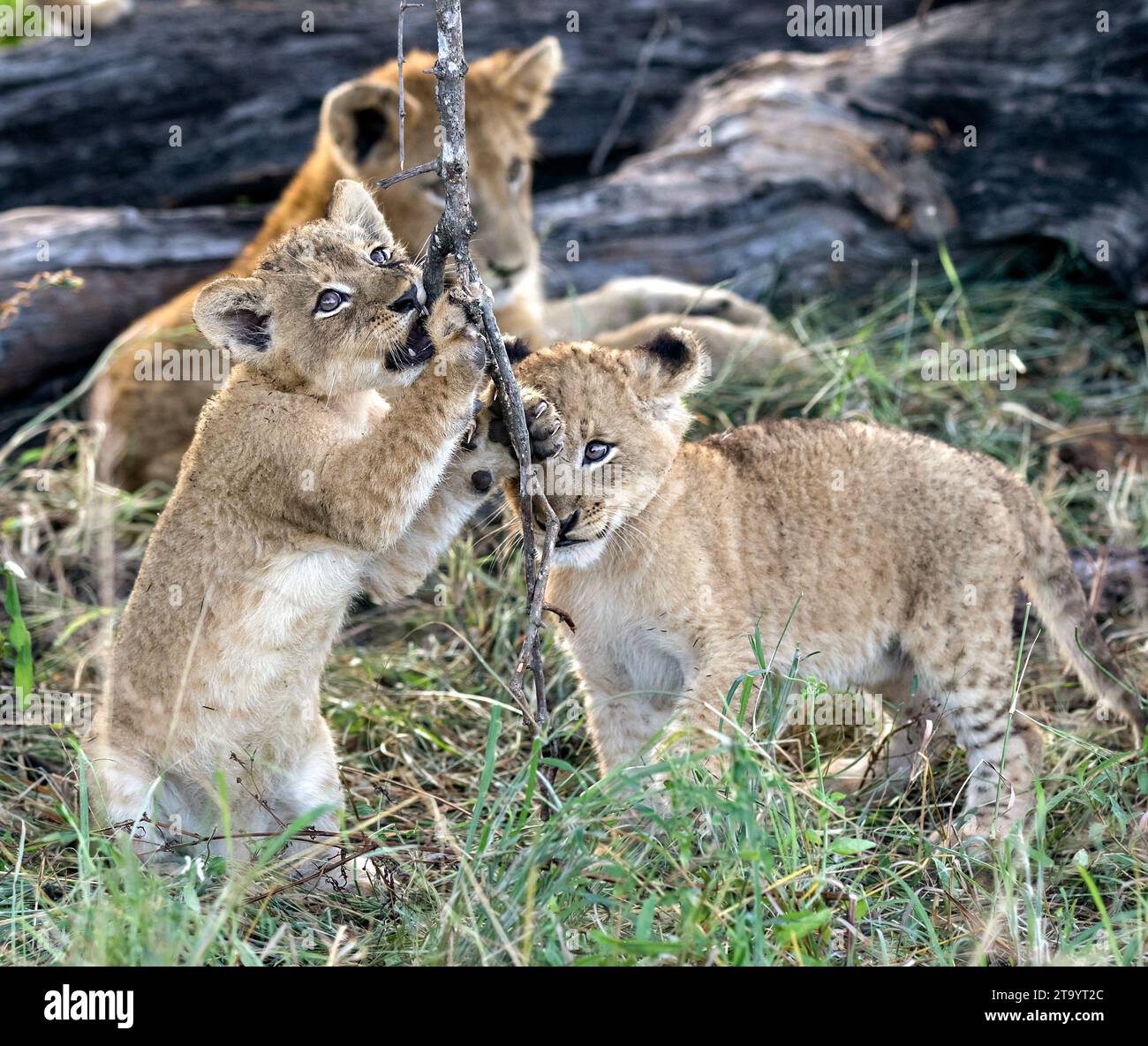 Playing with a branch. SOUTH AFRICA: A LION loving photographer has ...