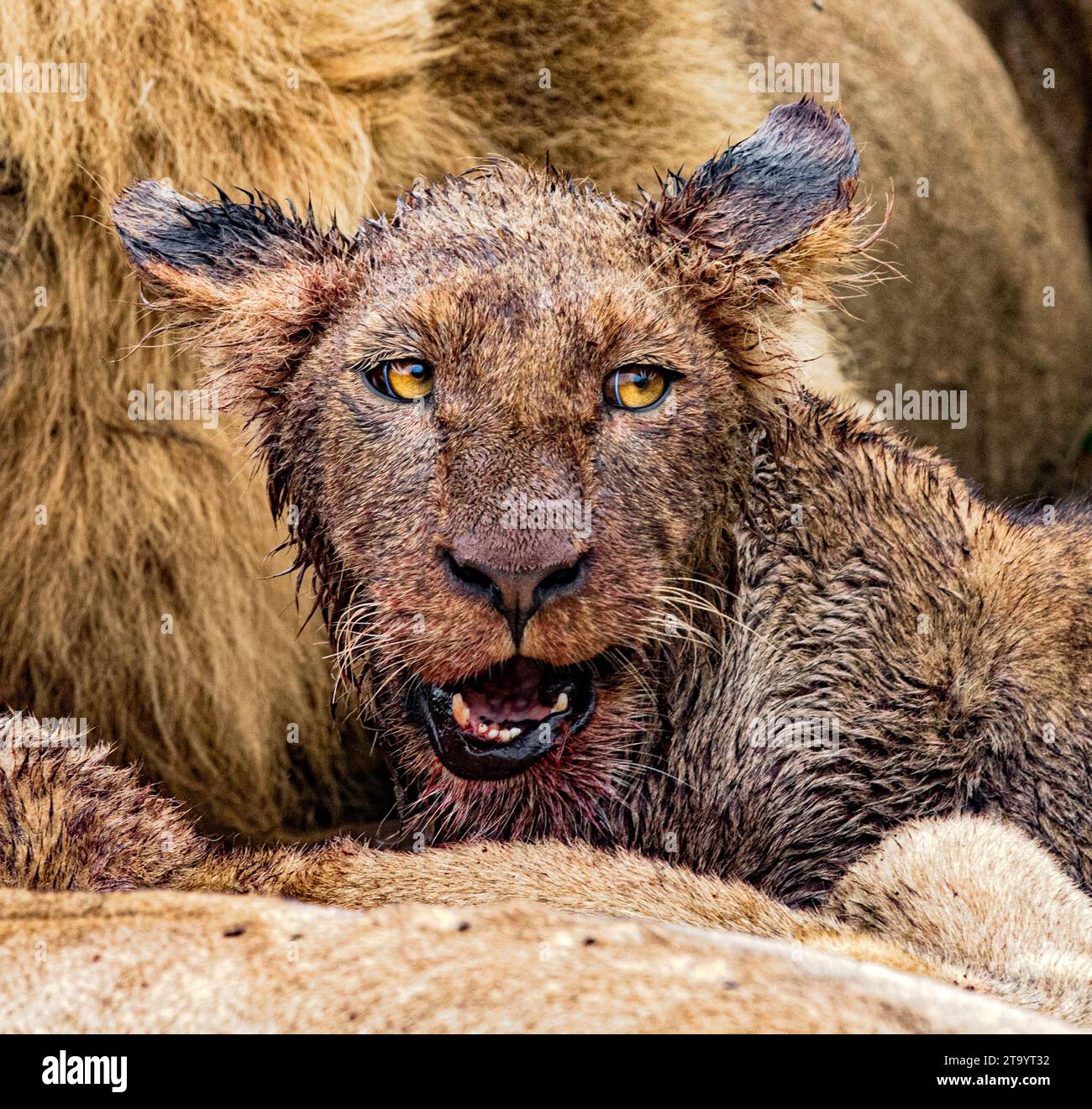 A lion learning to feed. SOUTH AFRICA: A LION loving photographer has ...
