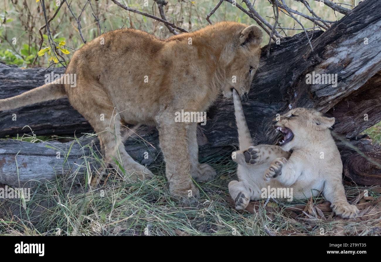 An angry tail pull. SOUTH AFRICA: A LION loving photographer has ...