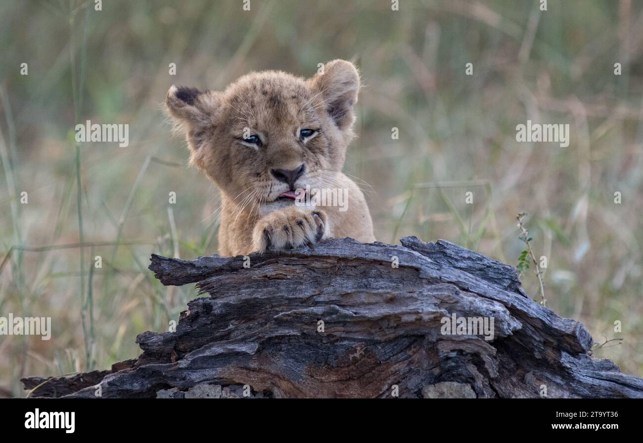 Cutest cub. SOUTH AFRICA: A LION loving photographer has released his ...