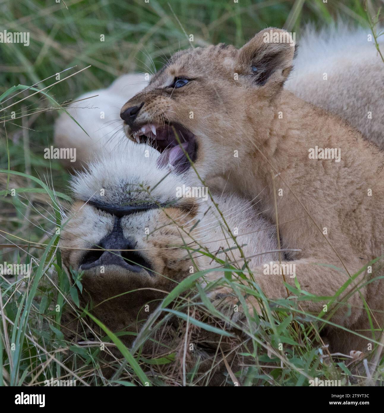 Playing with their parent. SOUTH AFRICA: A LION loving photographer has ...