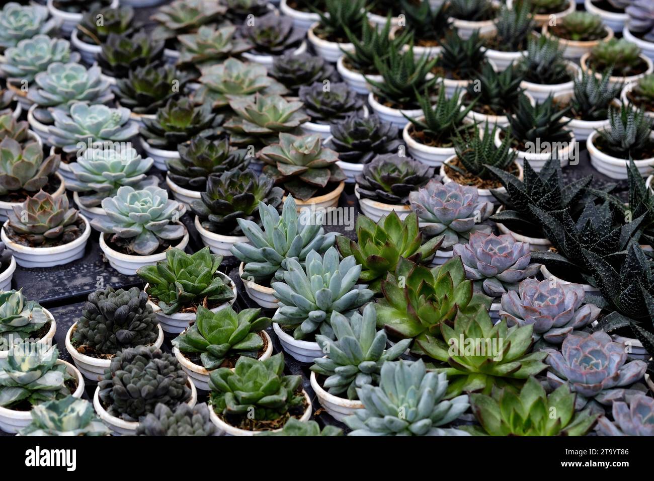 Set of pot plant Echeveria and other succulents in different types ...