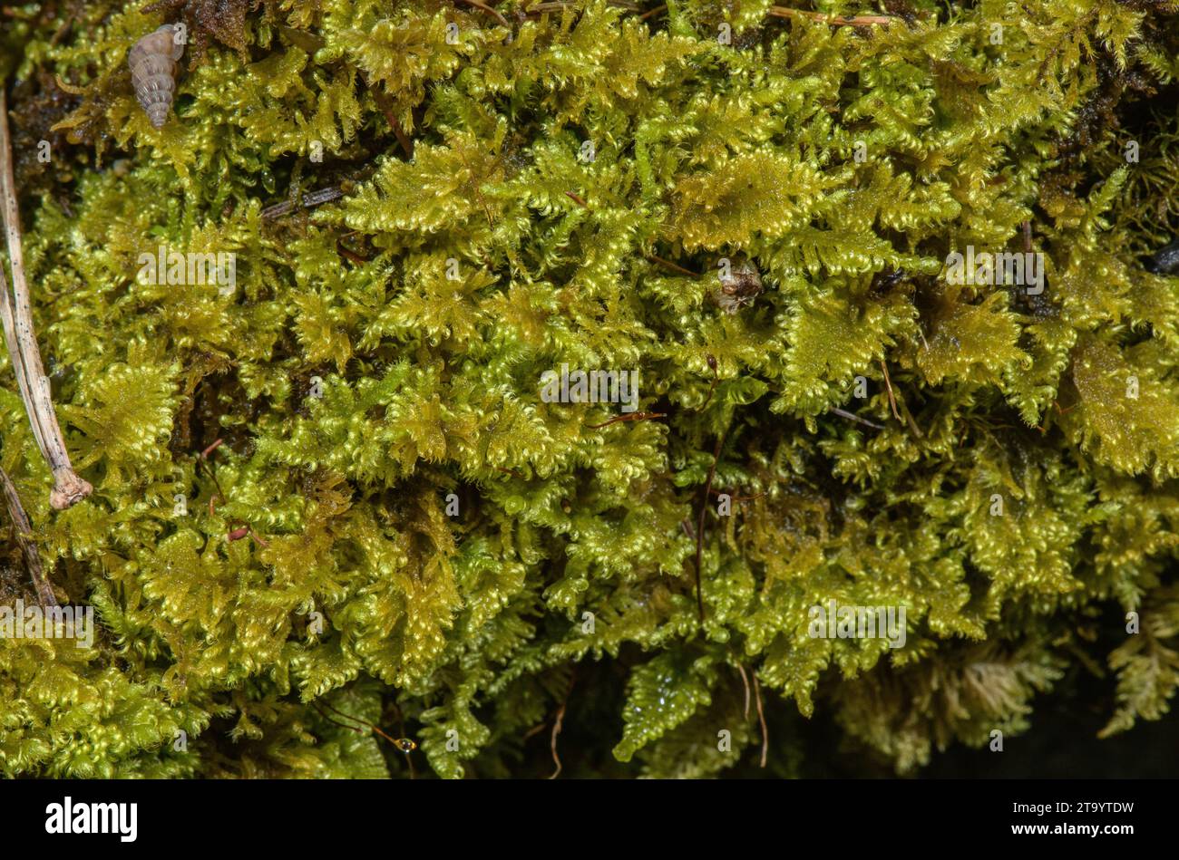 Comb Moss, Ctenidium molluscum, growing on limestone Stock Photo - Alamy