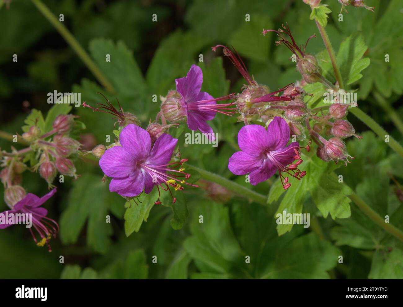 Bigroot hi-res stock photography and images - Alamy