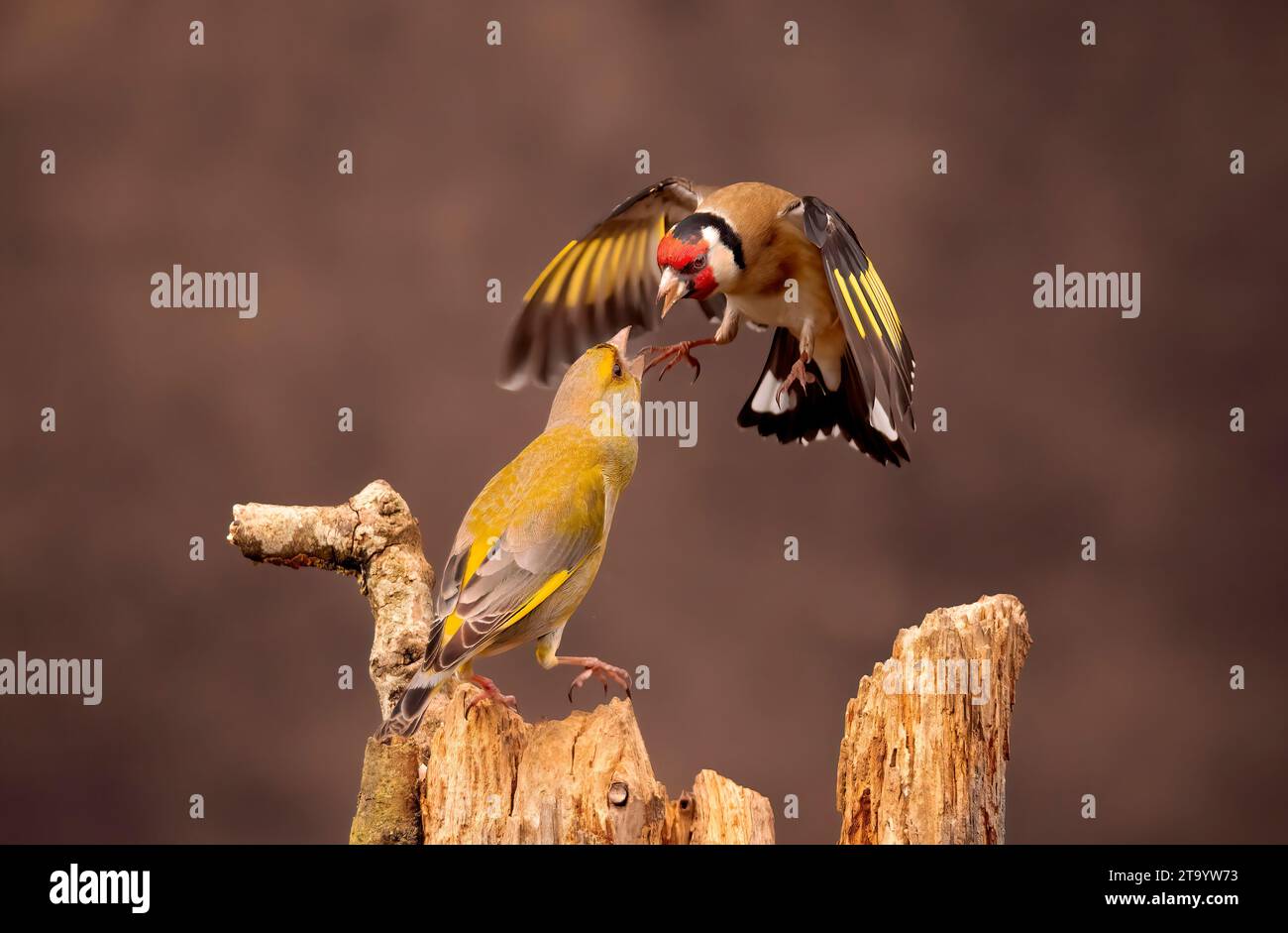 Birds arguing with each other SCOTLAND TWO FURIOUS birds were pictured ...