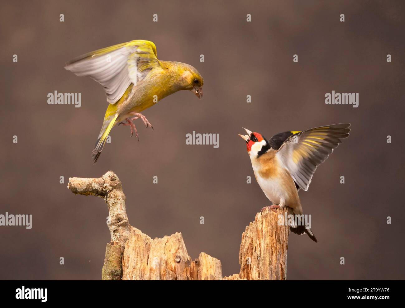Goldfinch vs greenfinch birds SCOTLAND TWO FURIOUS birds were pictured ...