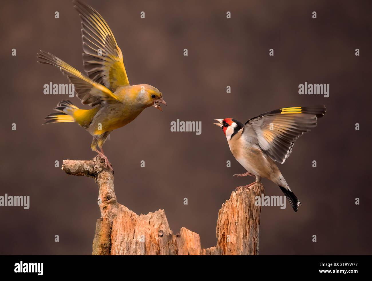 Angry birds in SCOTLAND TWO FURIOUS birds were pictured having a heated ...