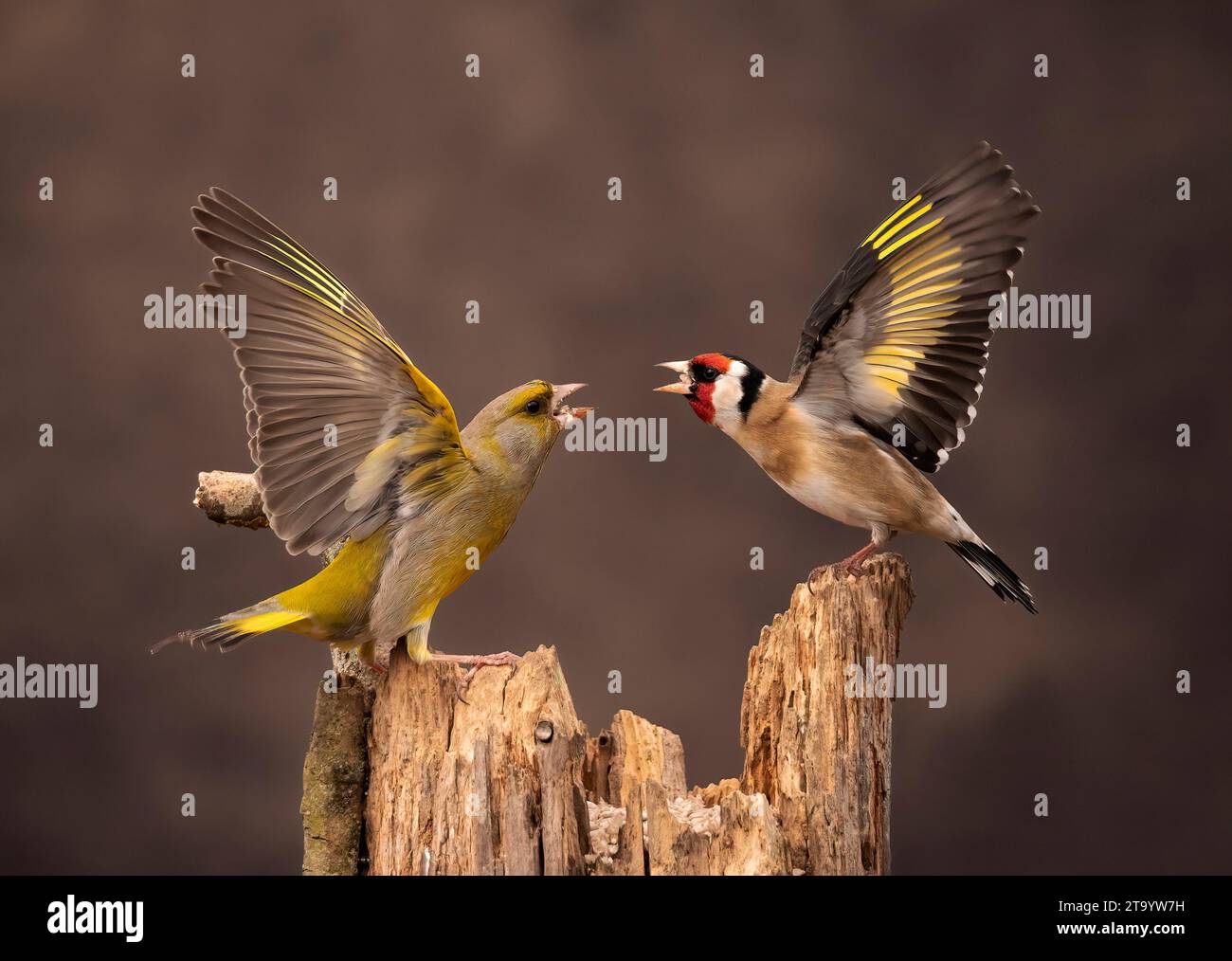 Birds continue to fight with each other SCOTLAND TWO FURIOUS birds were ...