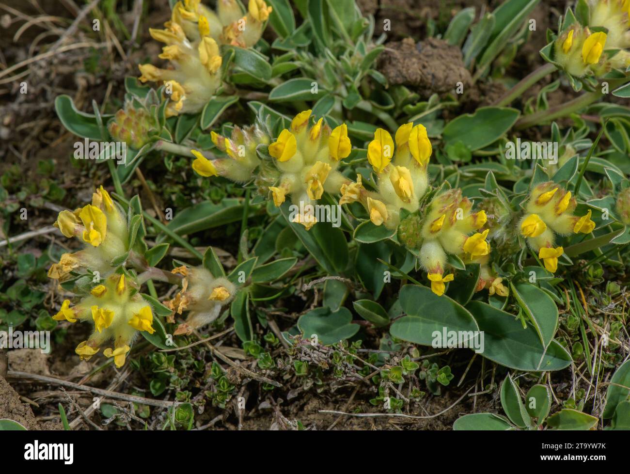 A mountain Kidney-vetch, Anthyllis vulneraria ssp. alpestris, on ...