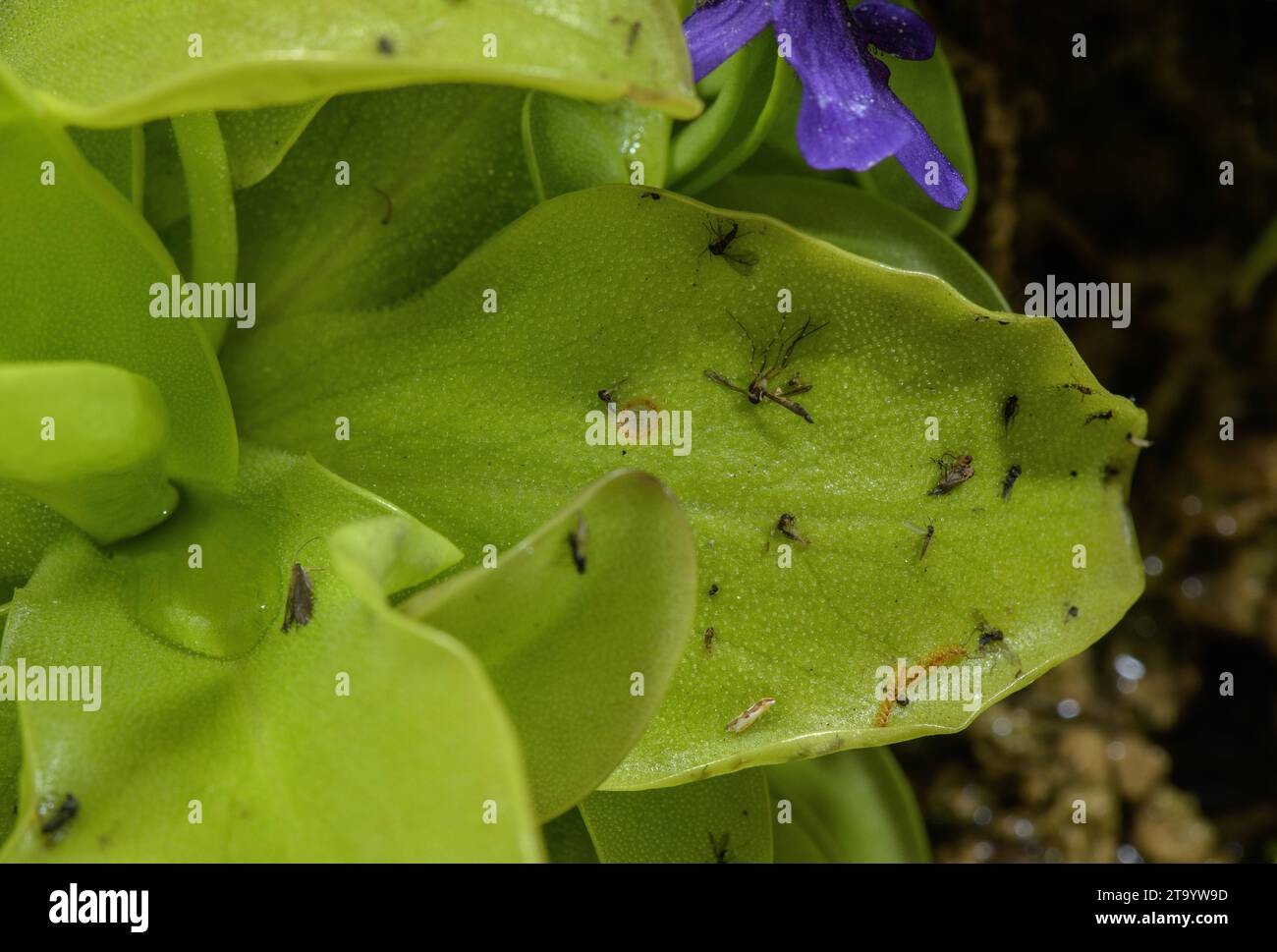 Large-flowered butterwort, Pinguicula grandiflora leaves with trapped ...