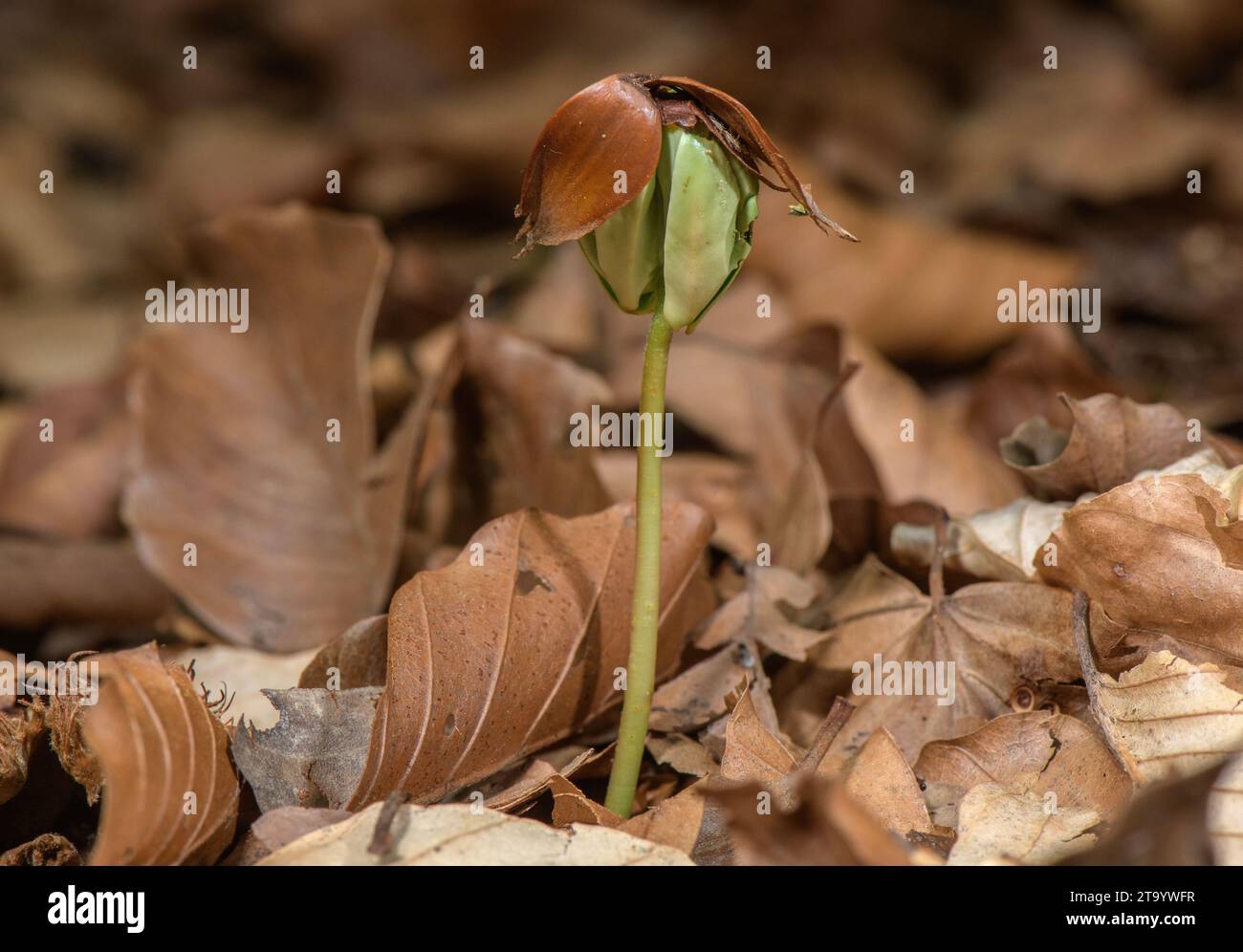 Beech tree seedling fagus sylvatica hi-res stock photography and images ...