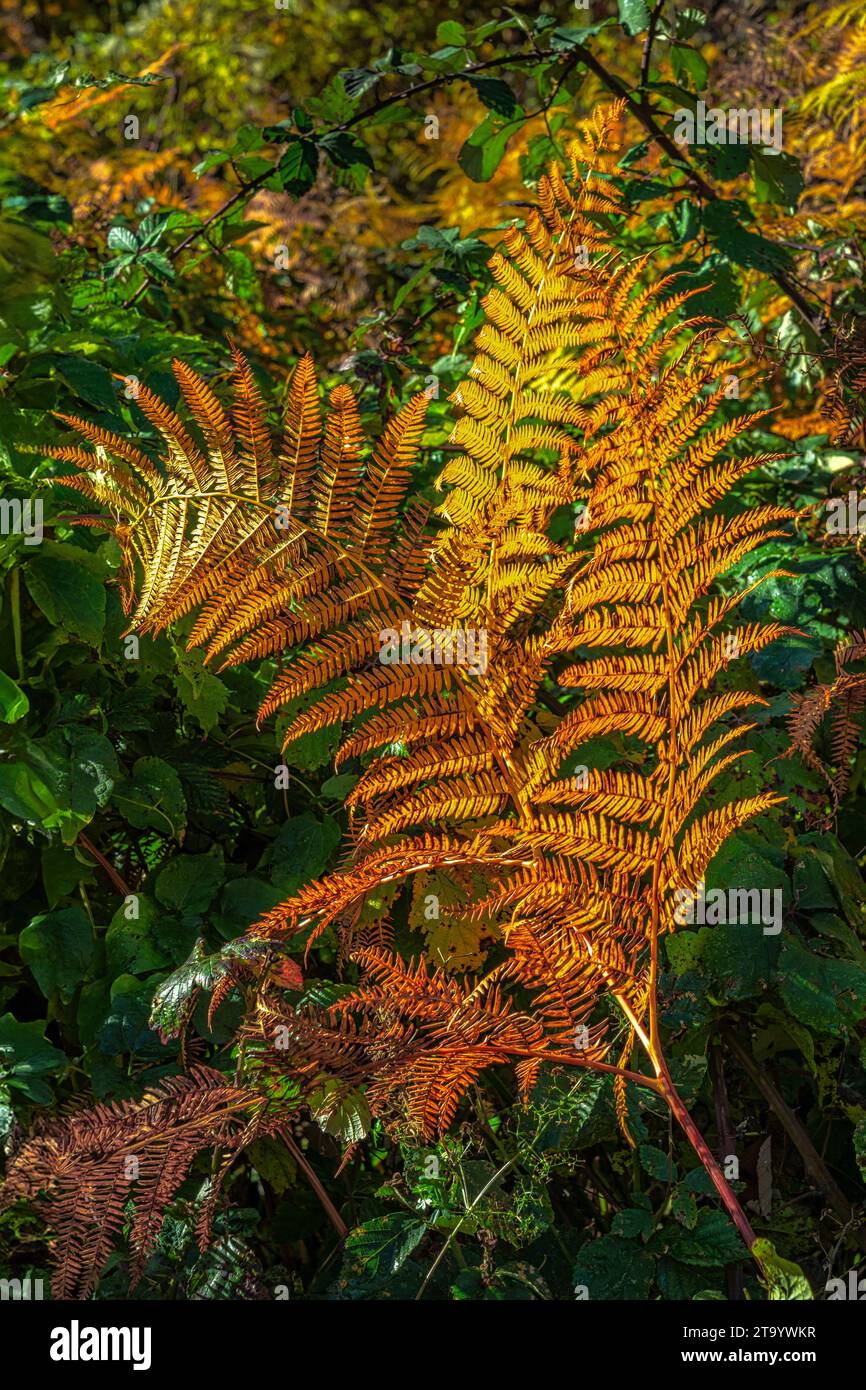 Autumn fern hi-res stock photography and images - Alamy
