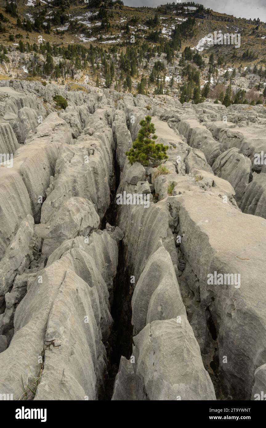 Limestone pavement high on the Col de la Pierre Saint-Martin with ...