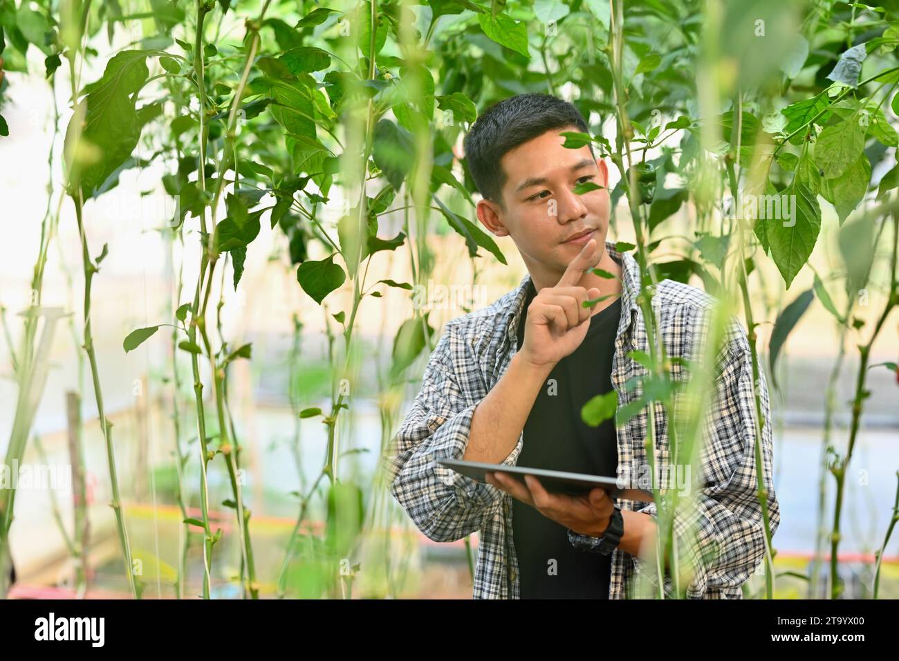 Farmer checking organic vegetable and recording farming data on digital ...