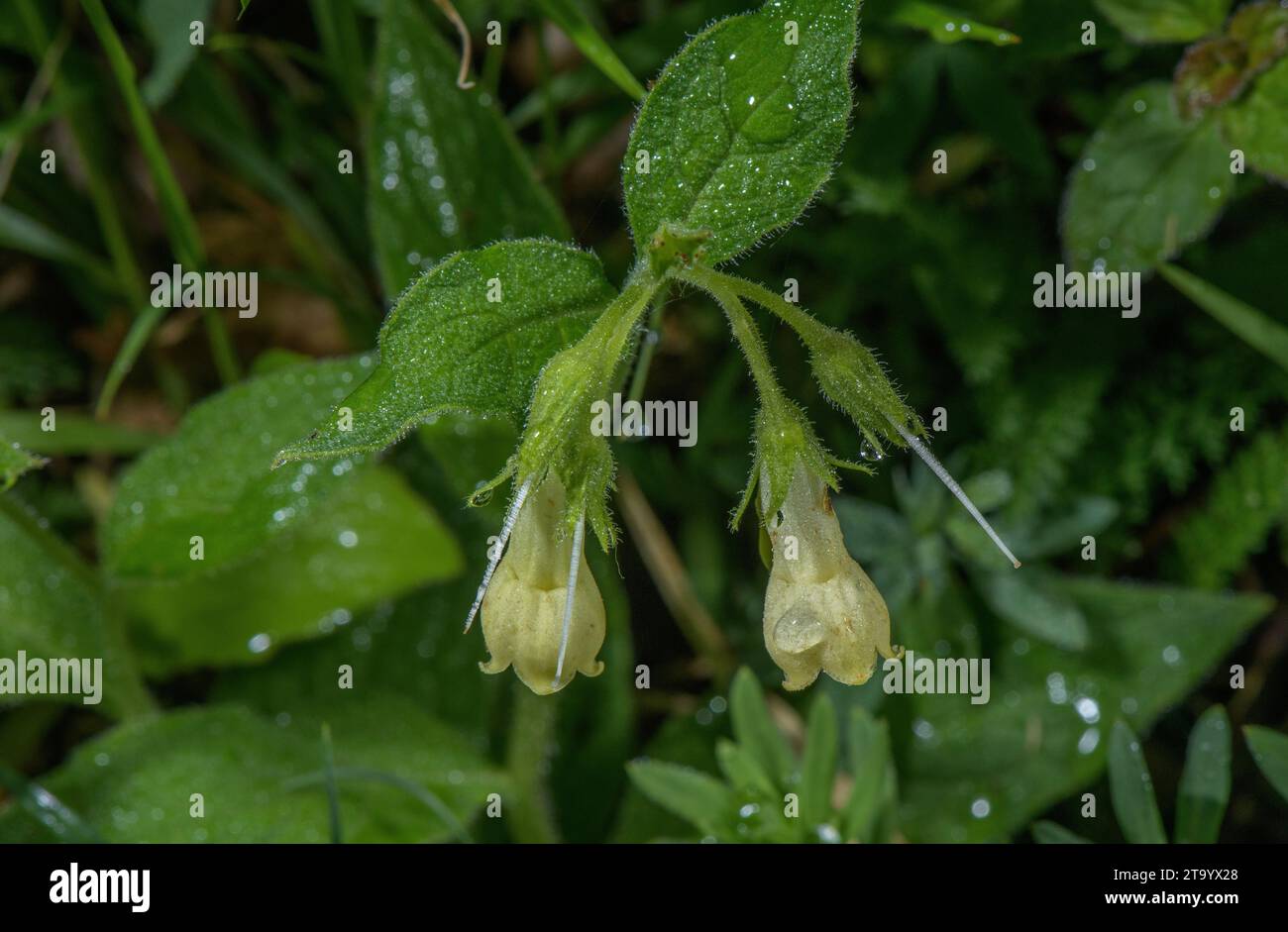 Tuberous comfrey, Symphytum tuberosum in flower in open woodland ...